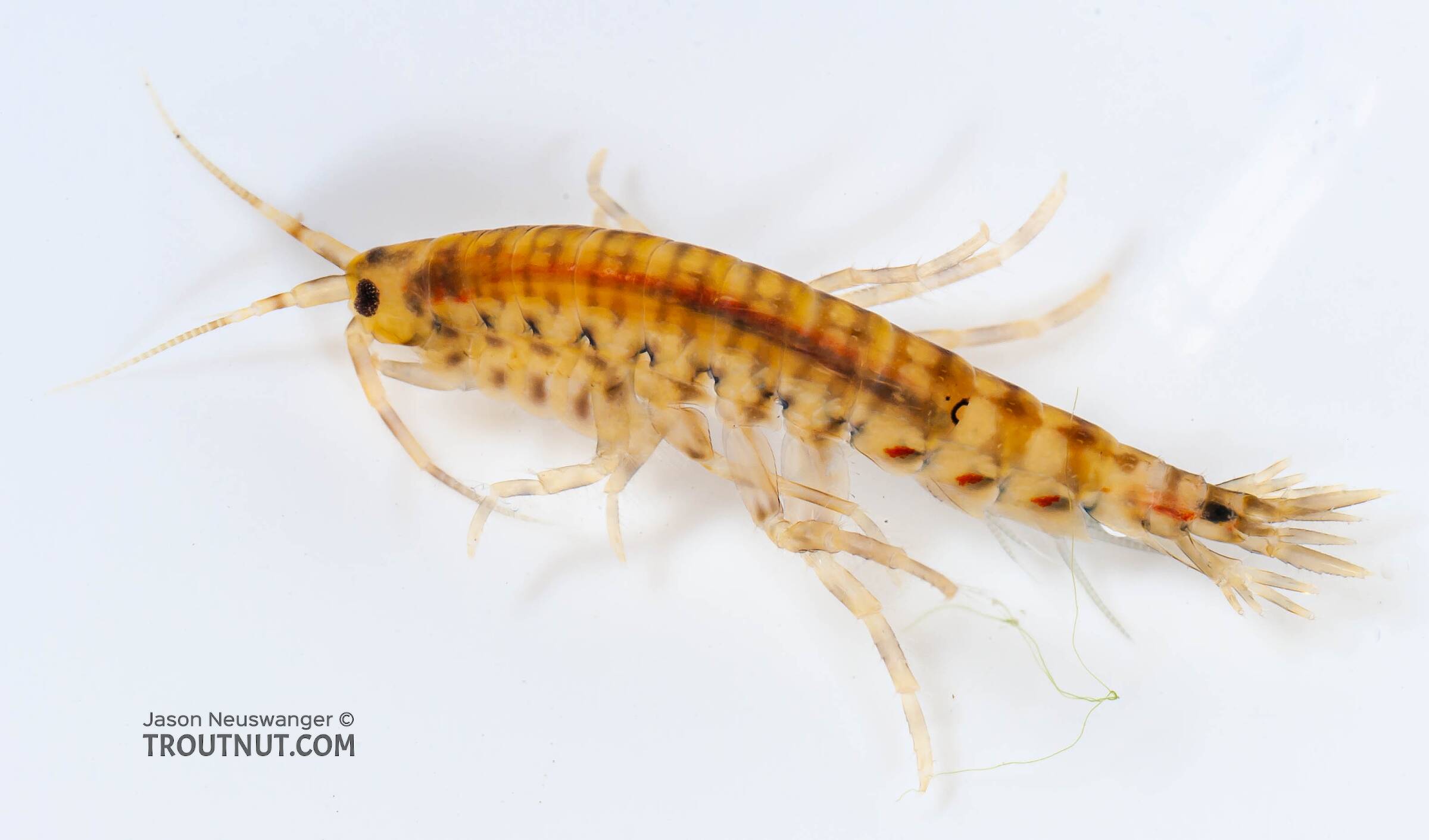 Arthropod Order Amphipoda (Scuds)