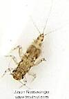Mayfly Family Caenidae (Angler's Curses)