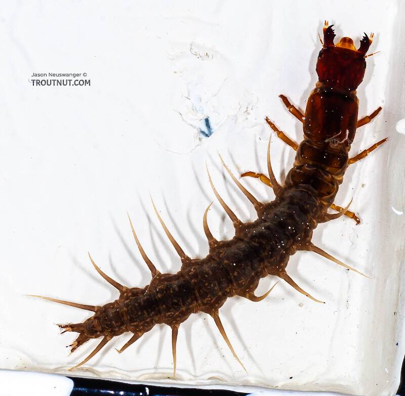 Nigronia serricornis (Fishfly) Hellgrammite Larva Pictures