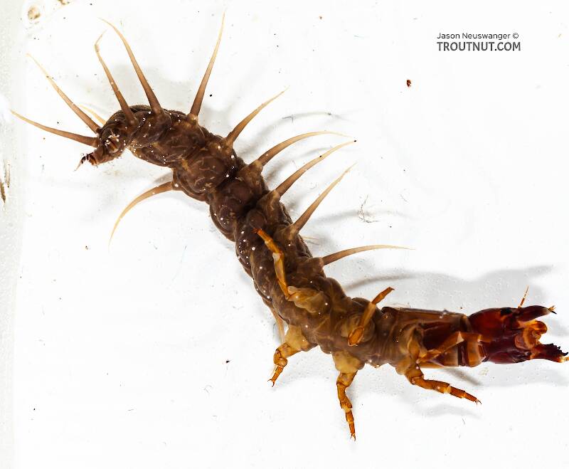 Nigronia serricornis (Fishfly) Hellgrammite Larva Pictures