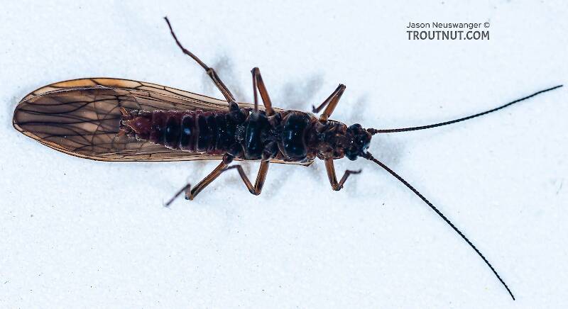 Taeniopterygidae (Willowfly) Stonefly Adult Pictures