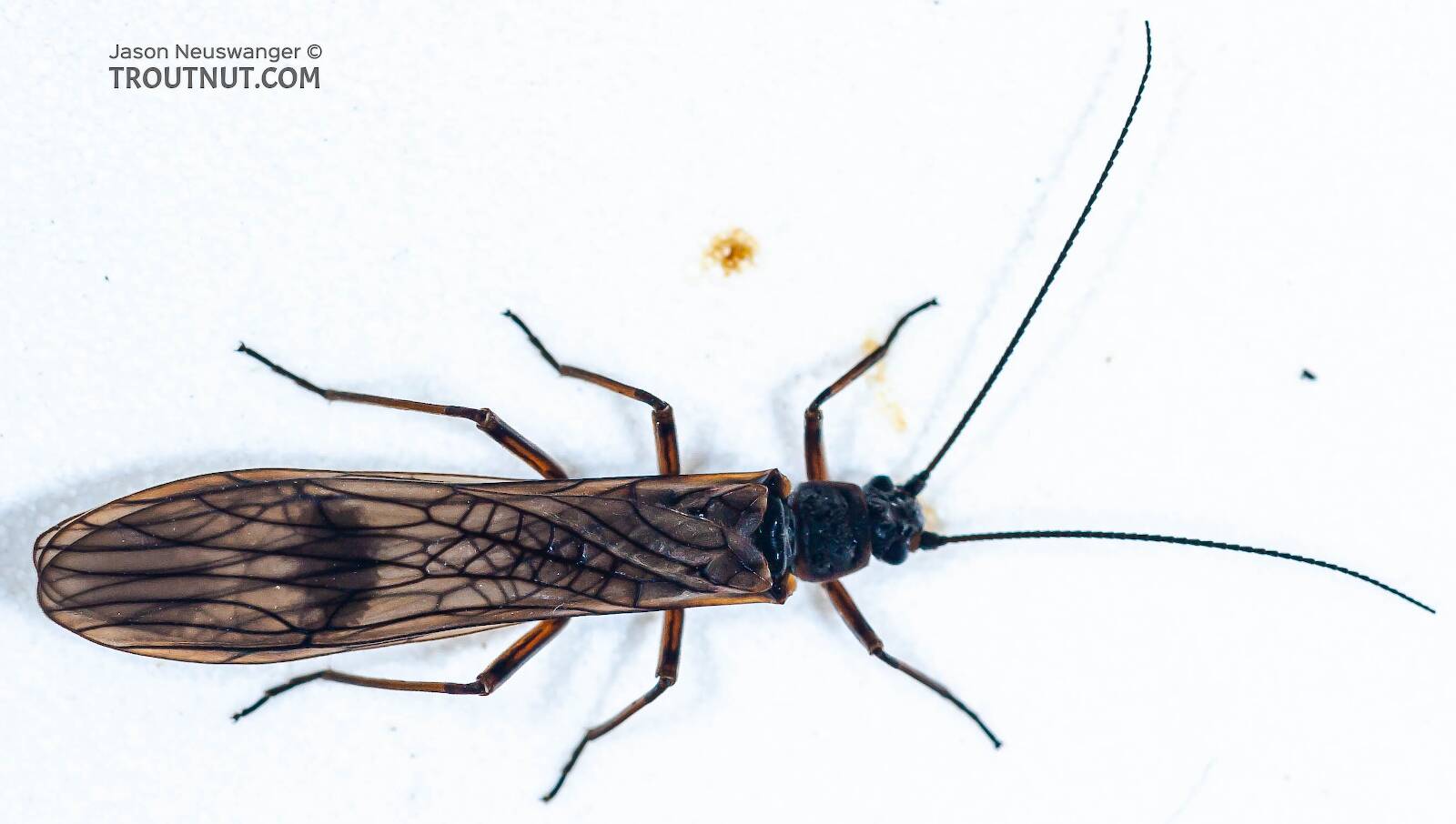 Stonefly Family Taeniopterygidae (Willowflies)
