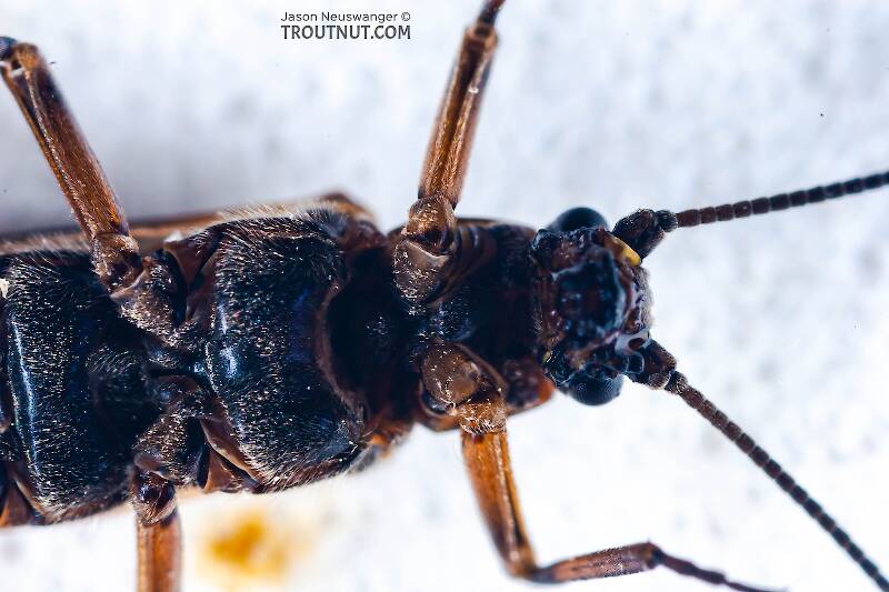 Taeniopterygidae (Willowfly) Stonefly Adult Pictures