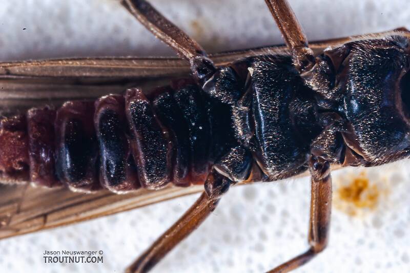 Taeniopterygidae (Willowfly) Stonefly Adult Pictures