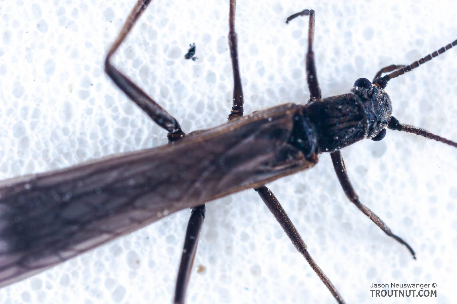 Capniidae (Snowfly) Stonefly Adult Pictures