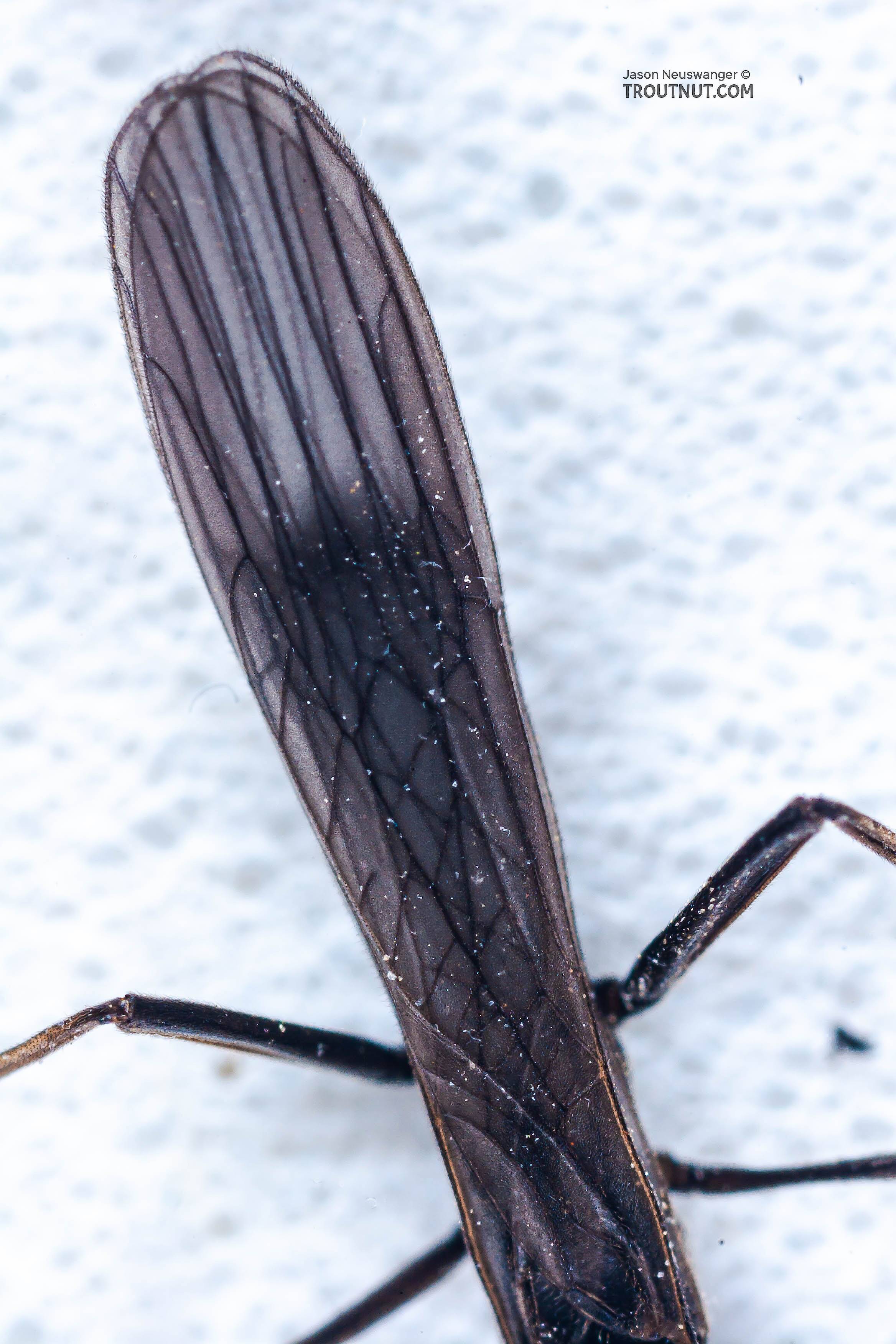 Capniidae (Snowfly) Stonefly Adult Pictures