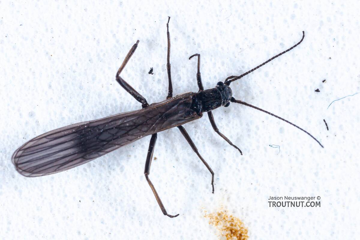 Capniidae (Snowfly) Stonefly Adult Pictures