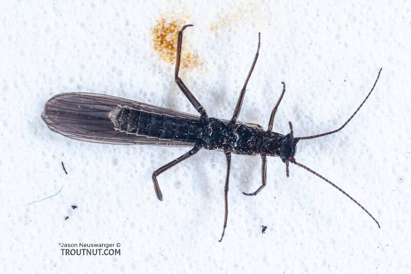 Capniidae (Snowfly) Stonefly Adult Pictures