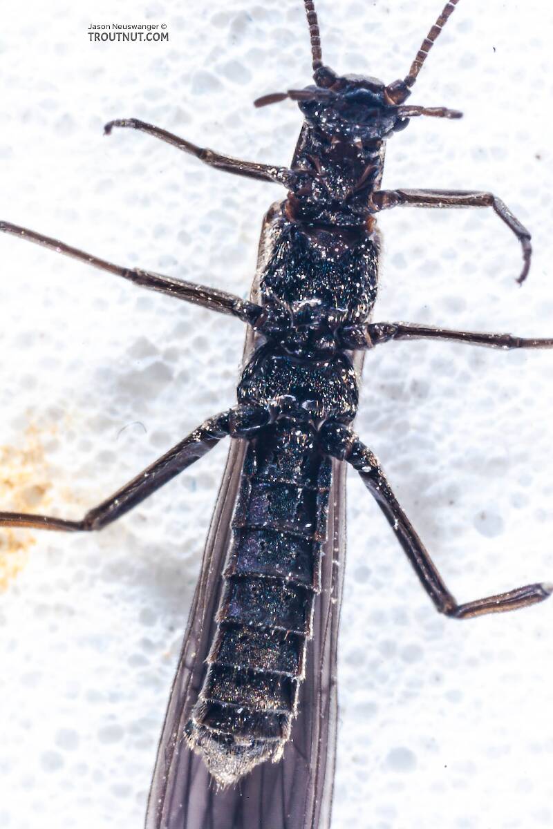 Capniidae (Snowfly) Stonefly Adult Pictures