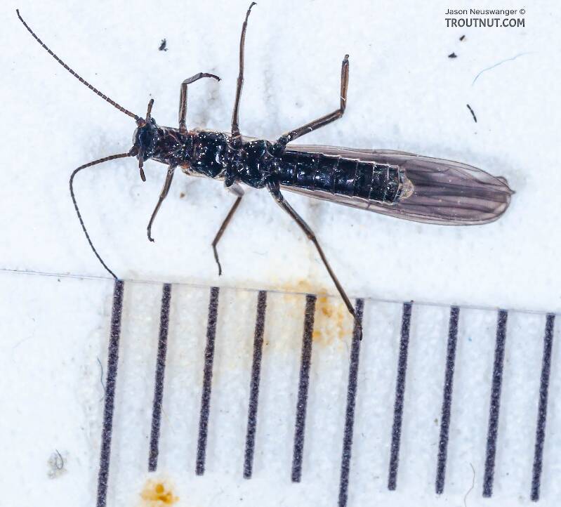 Capniidae (Snowfly) Stonefly Adult Pictures