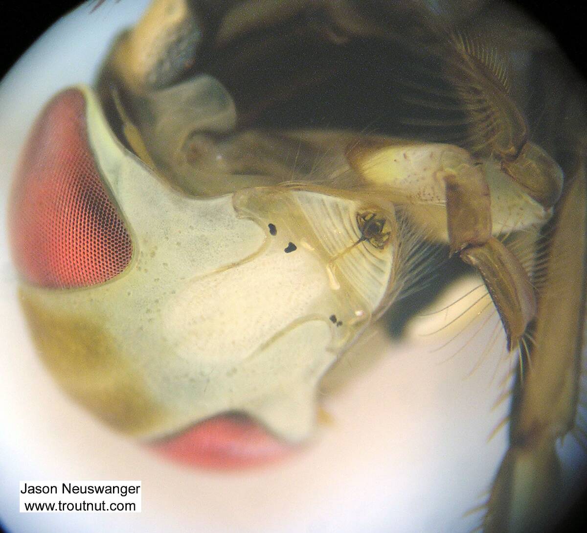 Sigara Water Boatman Adult Pictures