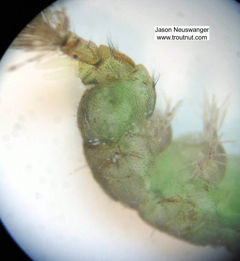 Hydropsychidae Caddisfly Larva Pictures