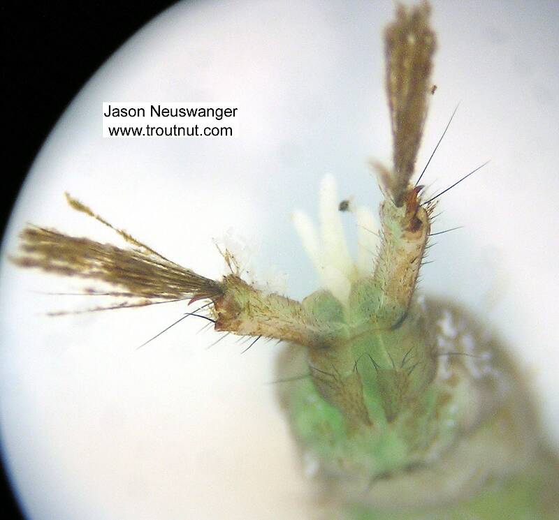 Hydropsychidae Caddisfly Larva Pictures