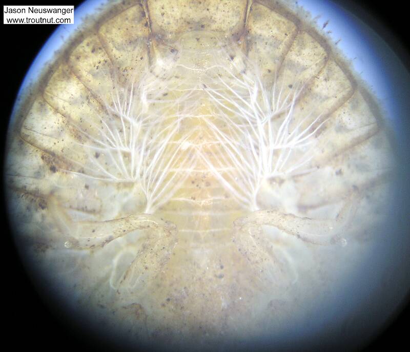 Psephenus (Water Penny) Beetle Larva Pictures