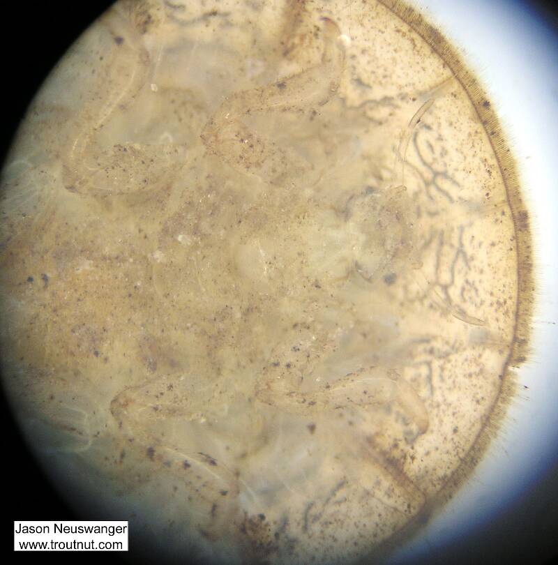 Psephenus (Water Penny) Beetle Larva Pictures