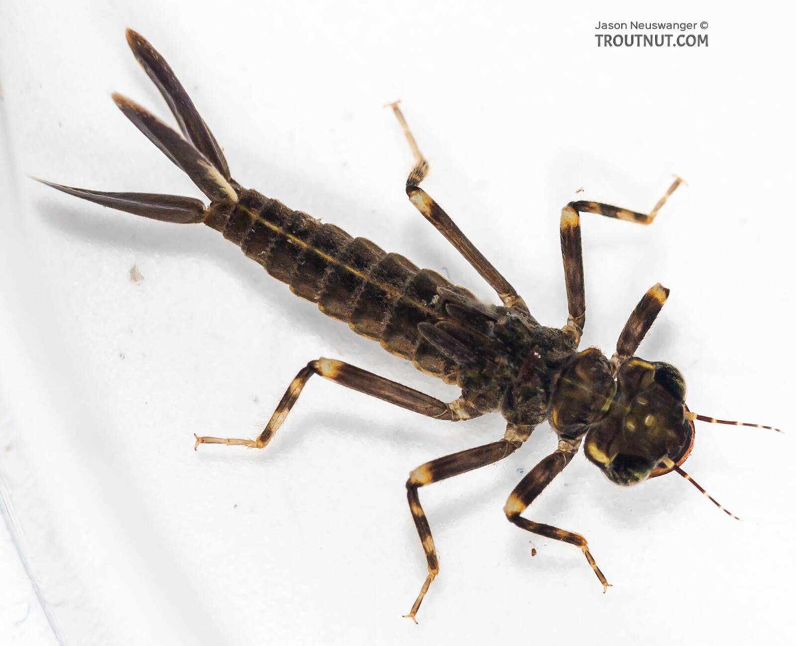 Argia Damselfly Nymph Pictures