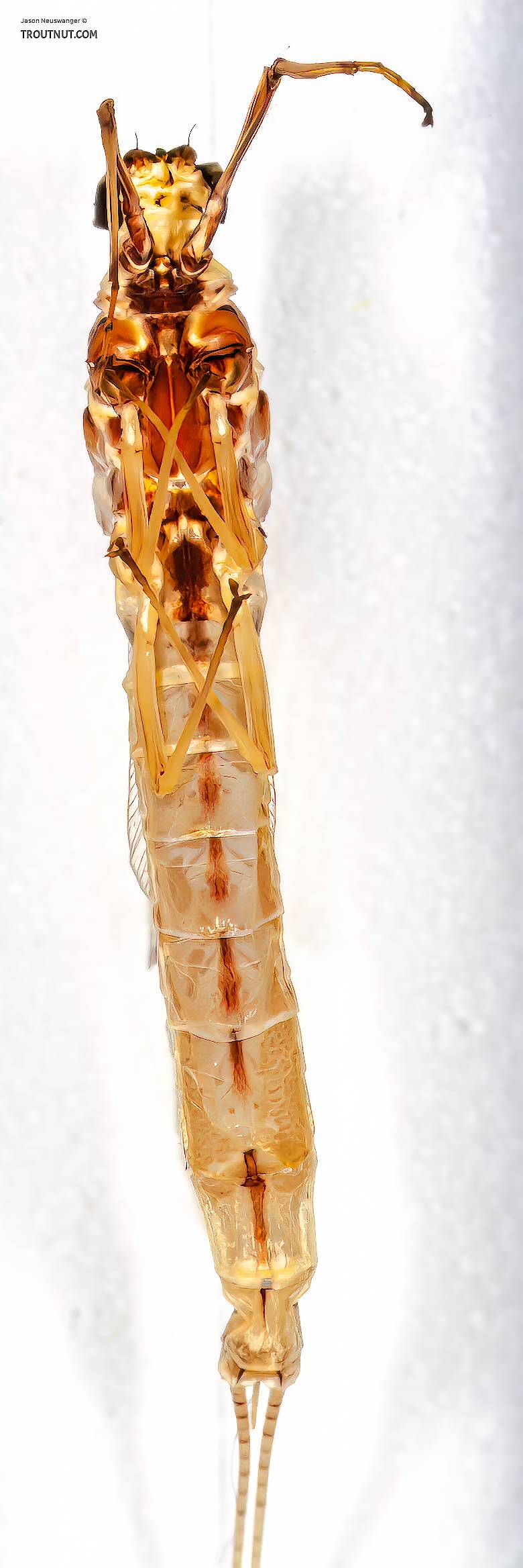 Female Hexagenia limbata (Hex) Mayfly Spinner Pictures