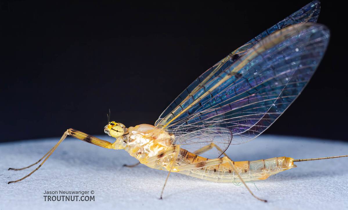 Female Stenacron (Light Cahill) Mayfly Spinner Pictures