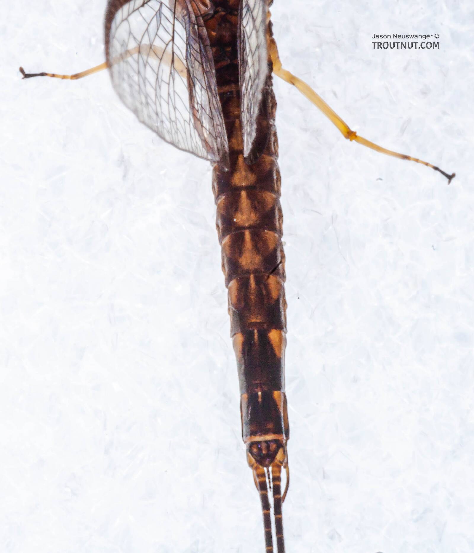 Male Hexagenia atrocaudata (Late Hex) Mayfly Spinner Pictures
