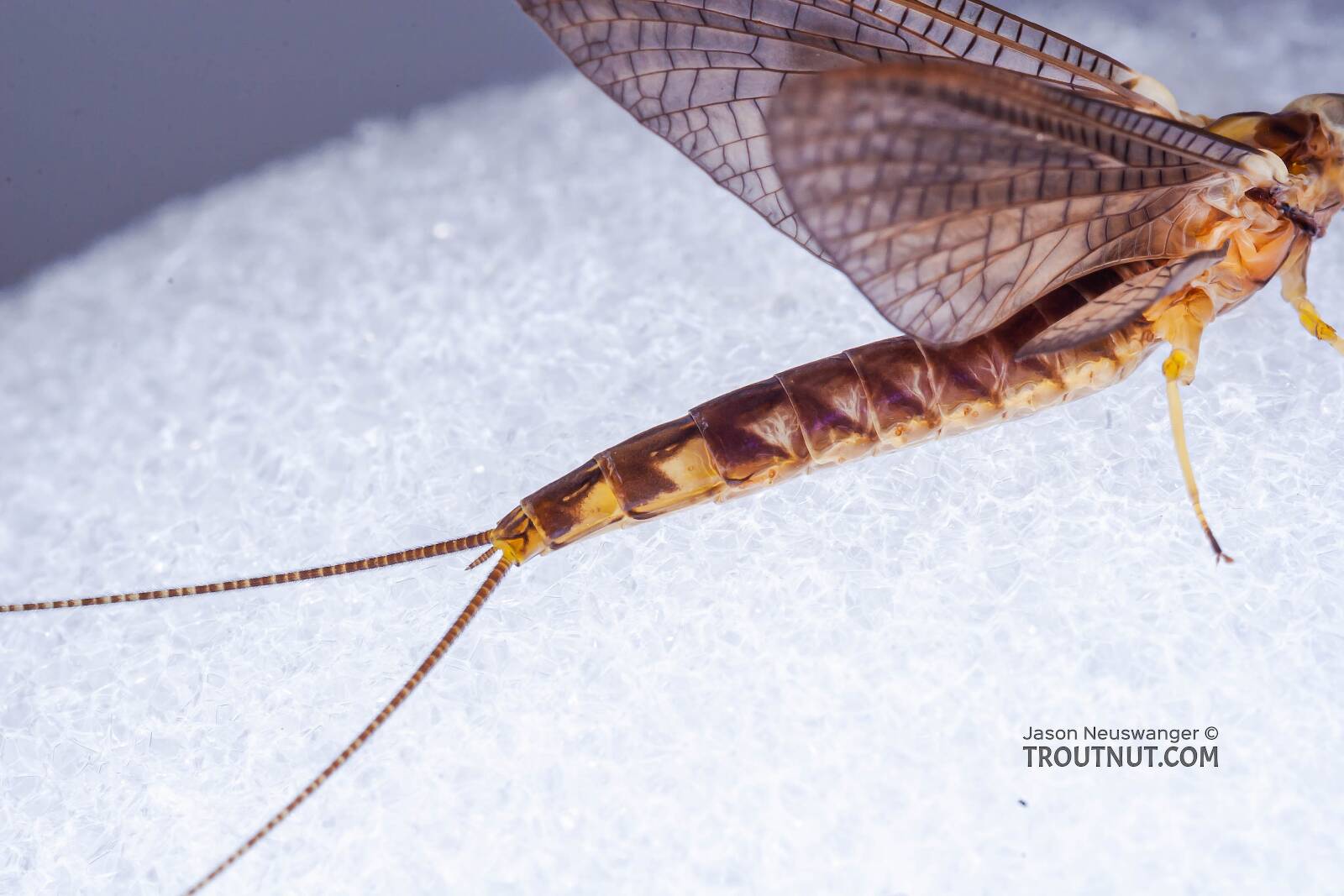 Female Hexagenia atrocaudata (Late Hex) Mayfly Dun Pictures
