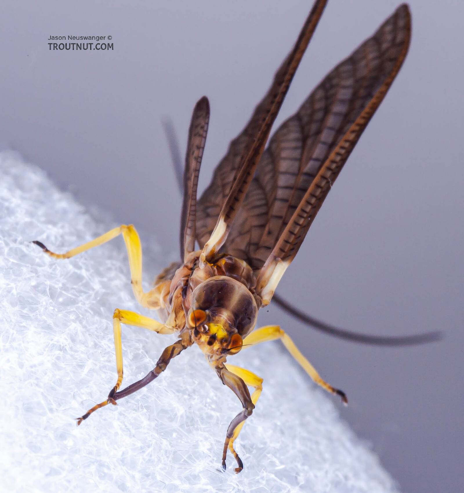 Female Hexagenia atrocaudata (Late Hex) Mayfly Dun Pictures