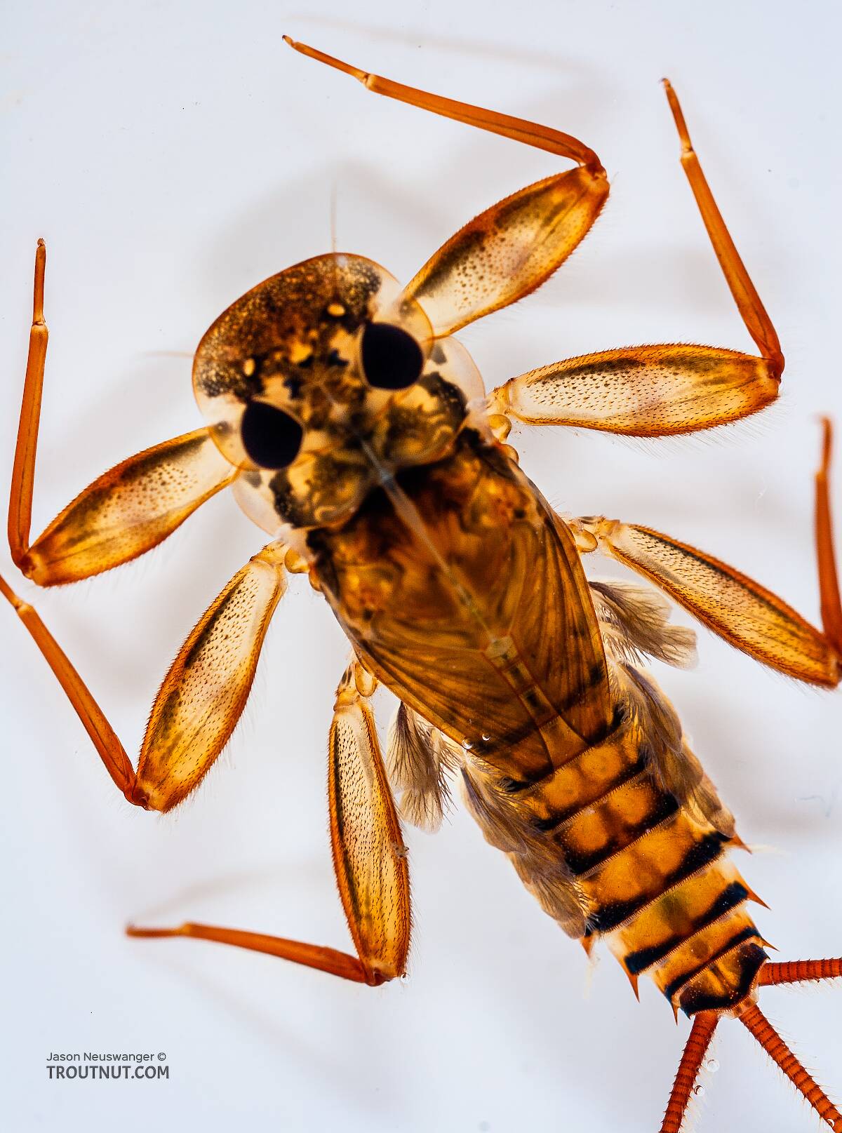 Stenonema vicarium (March Brown) Mayfly Nymph Pictures