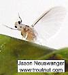 Mayfly Family Caenidae (Angler's Curses)