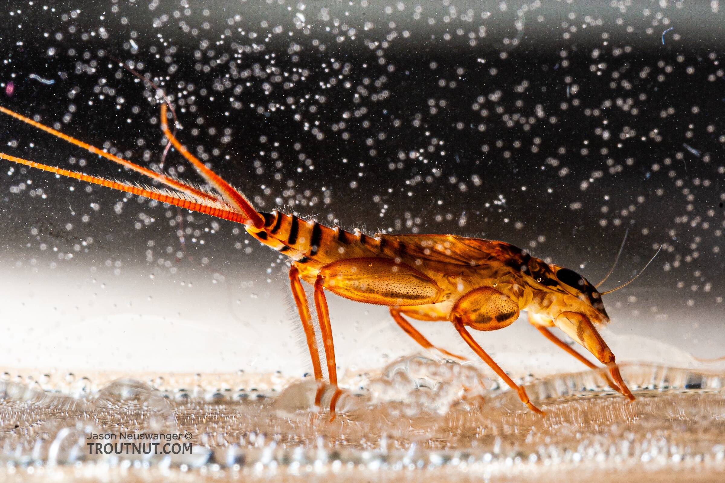 Stenonema vicarium (March Brown) Mayfly Nymph Pictures