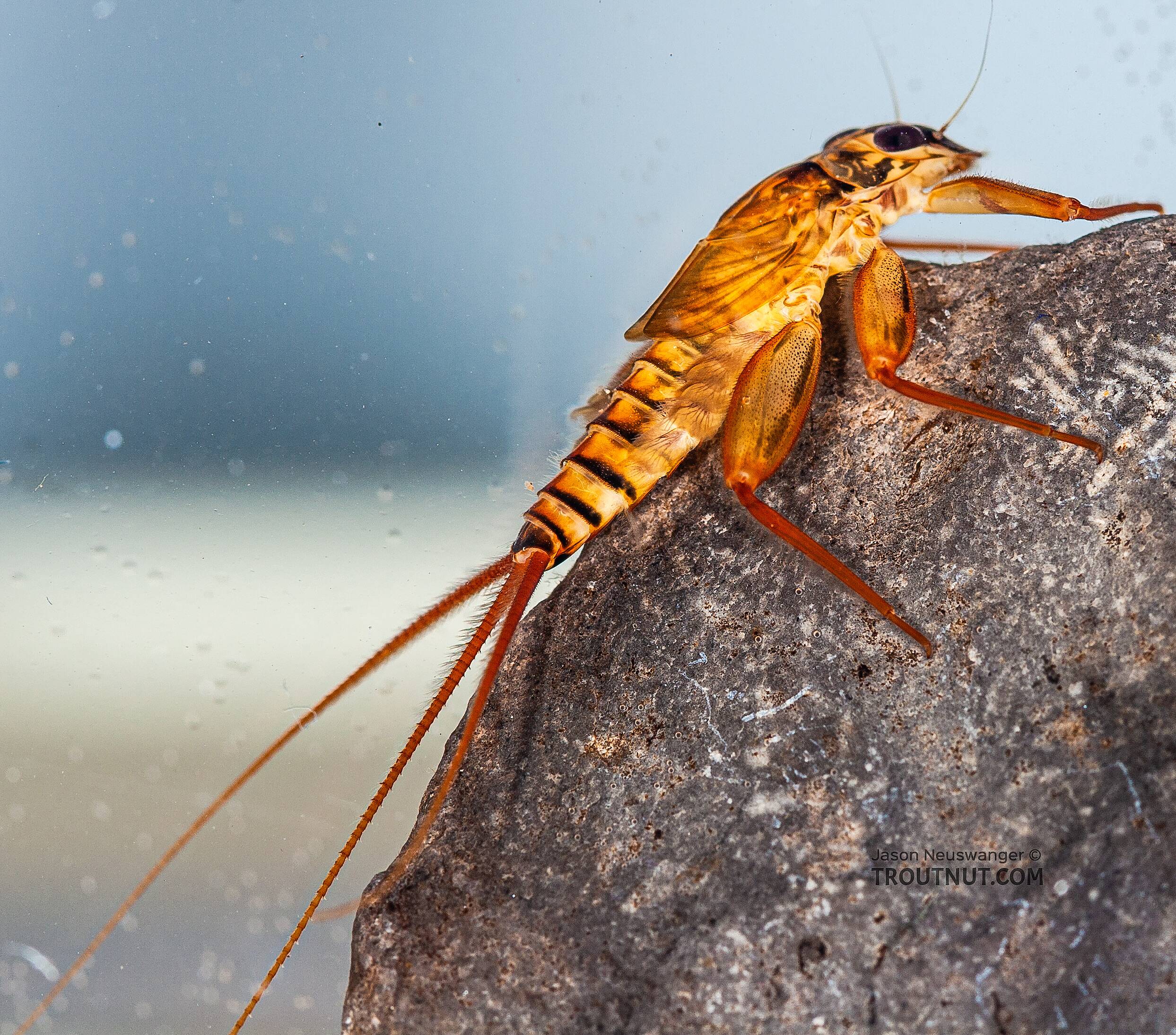 Stenonema vicarium (March Brown) Mayfly Nymph Pictures