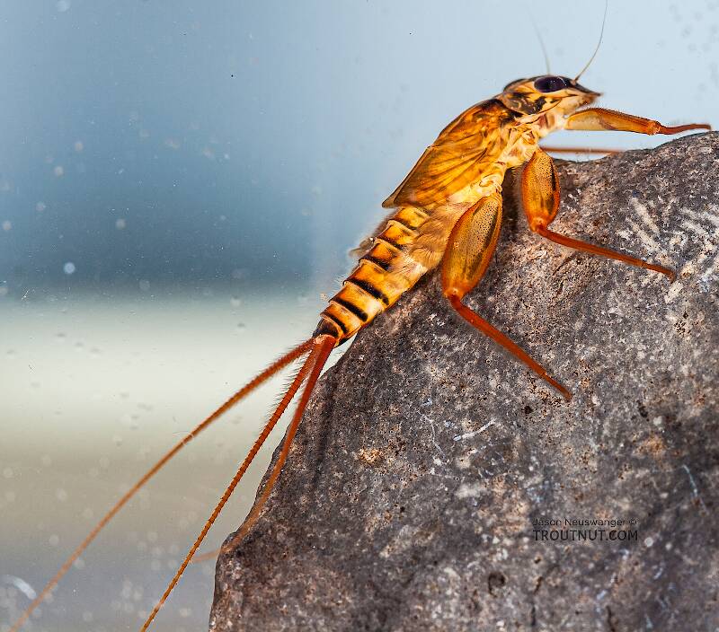 Stenonema vicarium (March Brown) Mayfly Nymph Pictures