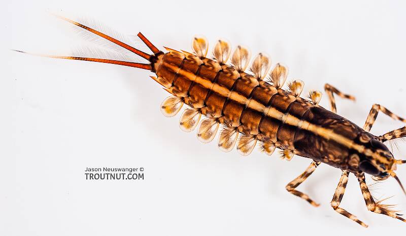 Isonychia bicolor (Mahogany Dun) Mayfly Nymph Pictures