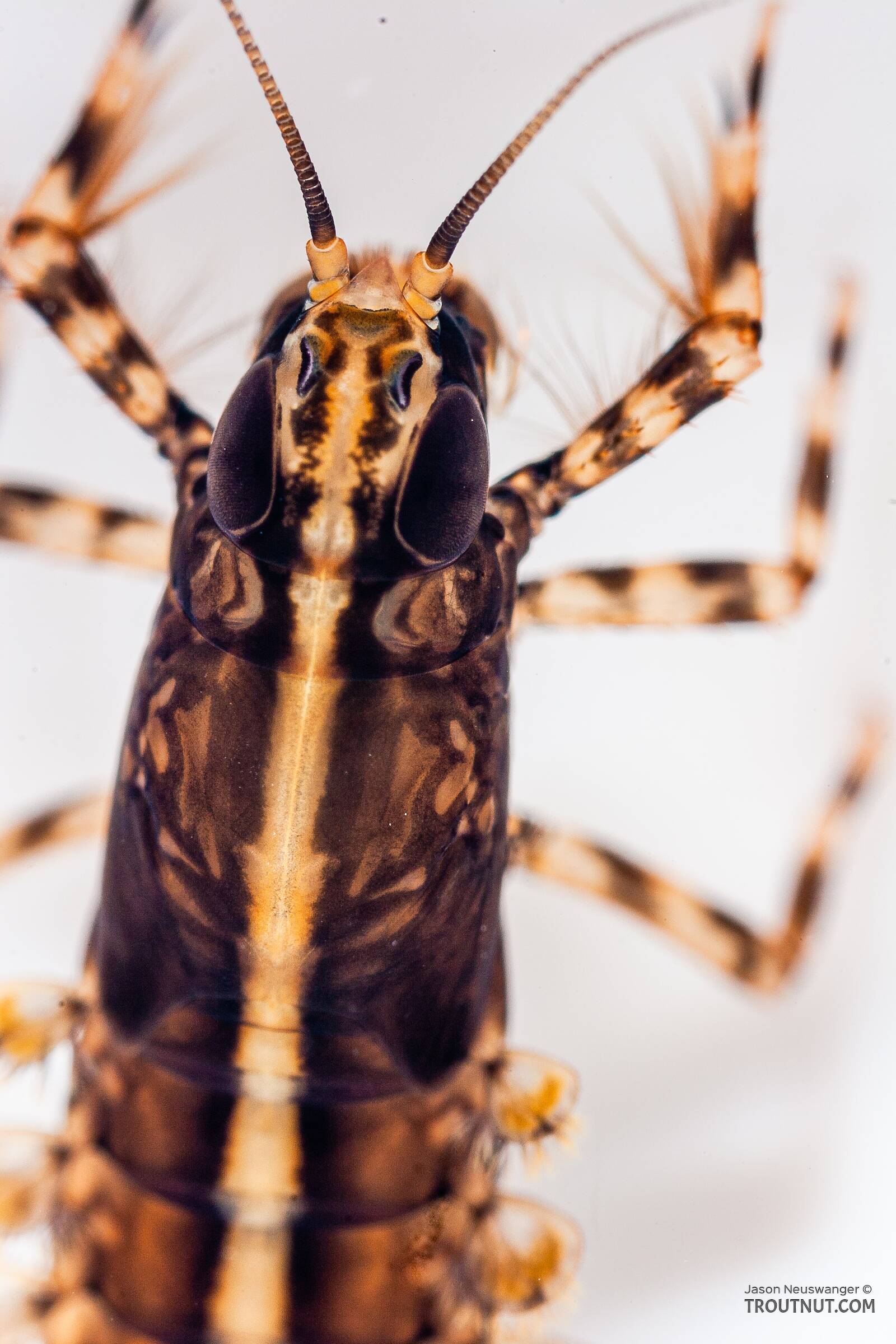 Isonychia bicolor (Mahogany Dun) Mayfly Nymph Pictures