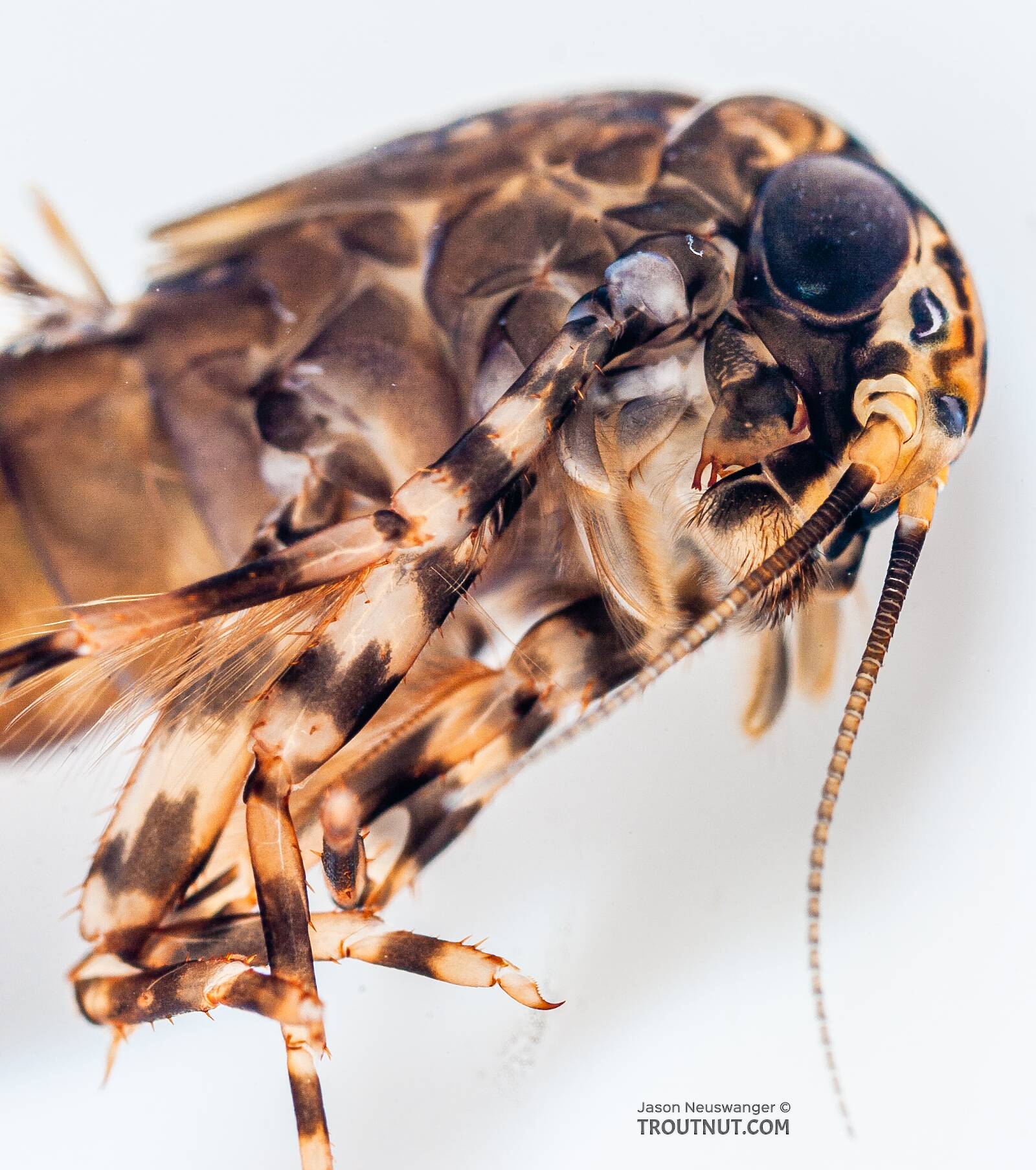 Isonychia bicolor (Mahogany Dun) Mayfly Nymph Pictures