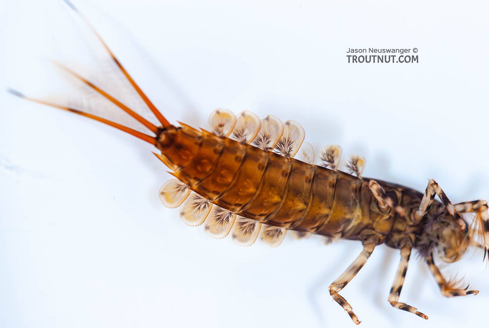 Isonychia bicolor (Mahogany Dun) Mayfly Nymph Pictures