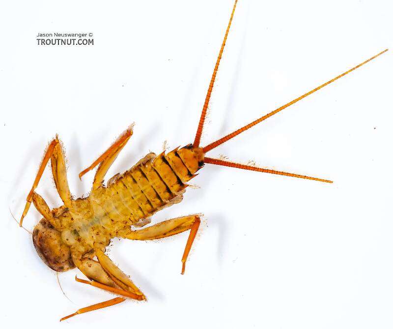 Stenonema vicarium (March Brown) Mayfly Nymph Pictures