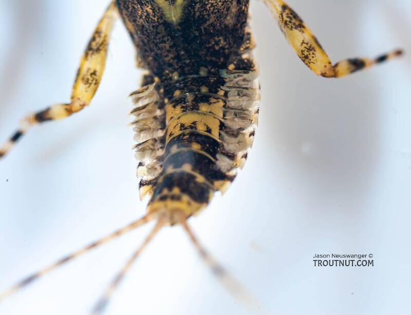 Ephemerella invaria (Sulphur) Mayfly Nymph Pictures
