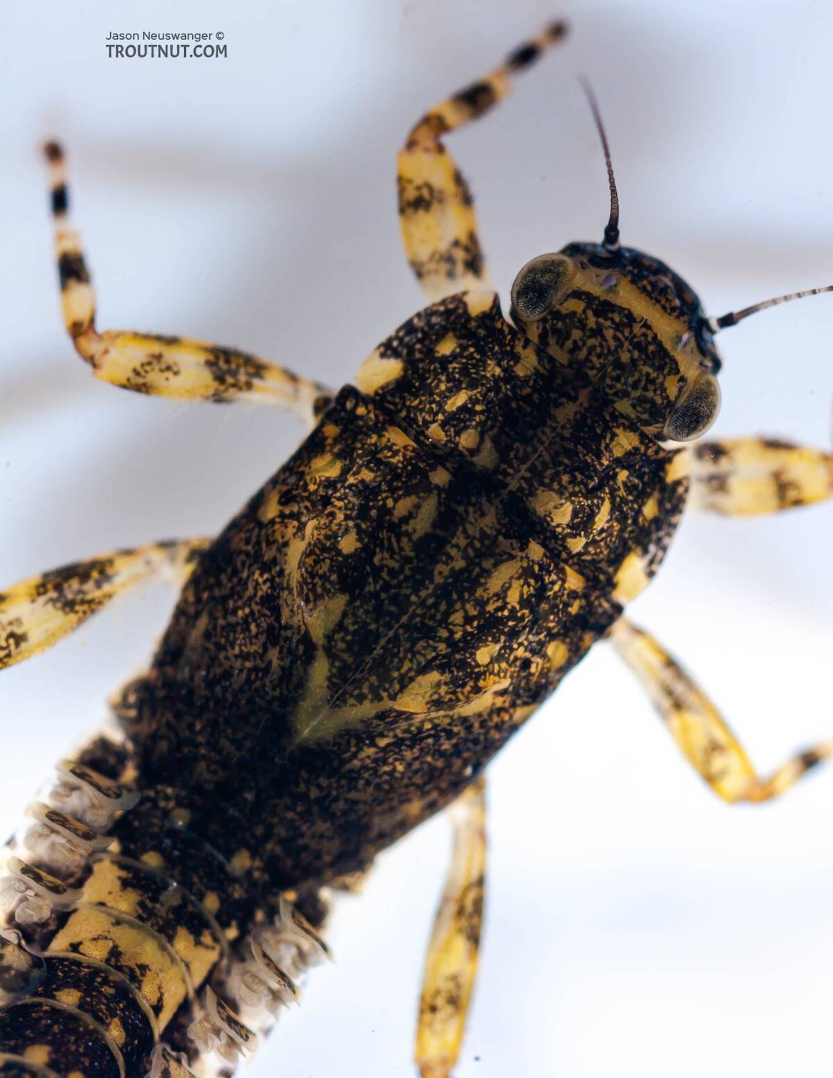 Ephemerella invaria (Sulphur) Mayfly Nymph Pictures