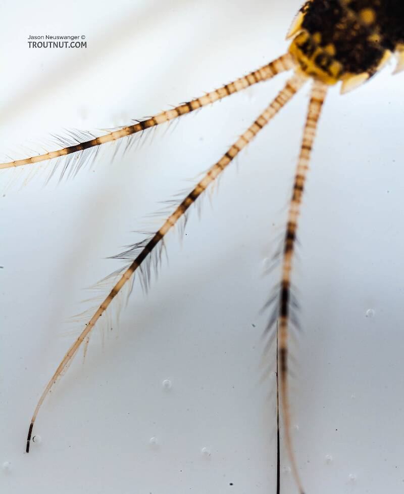 Ephemerella invaria (Sulphur) Mayfly Nymph Pictures