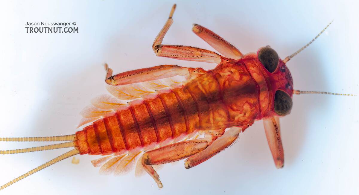 Cinygmula subaequalis (Small Gordon Quill) Mayfly Nymph Pictures