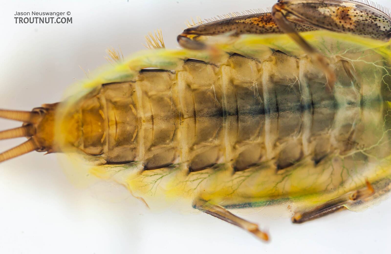 Rhithrogena impersonata (Dark Red Quill) Mayfly Nymph Pictures