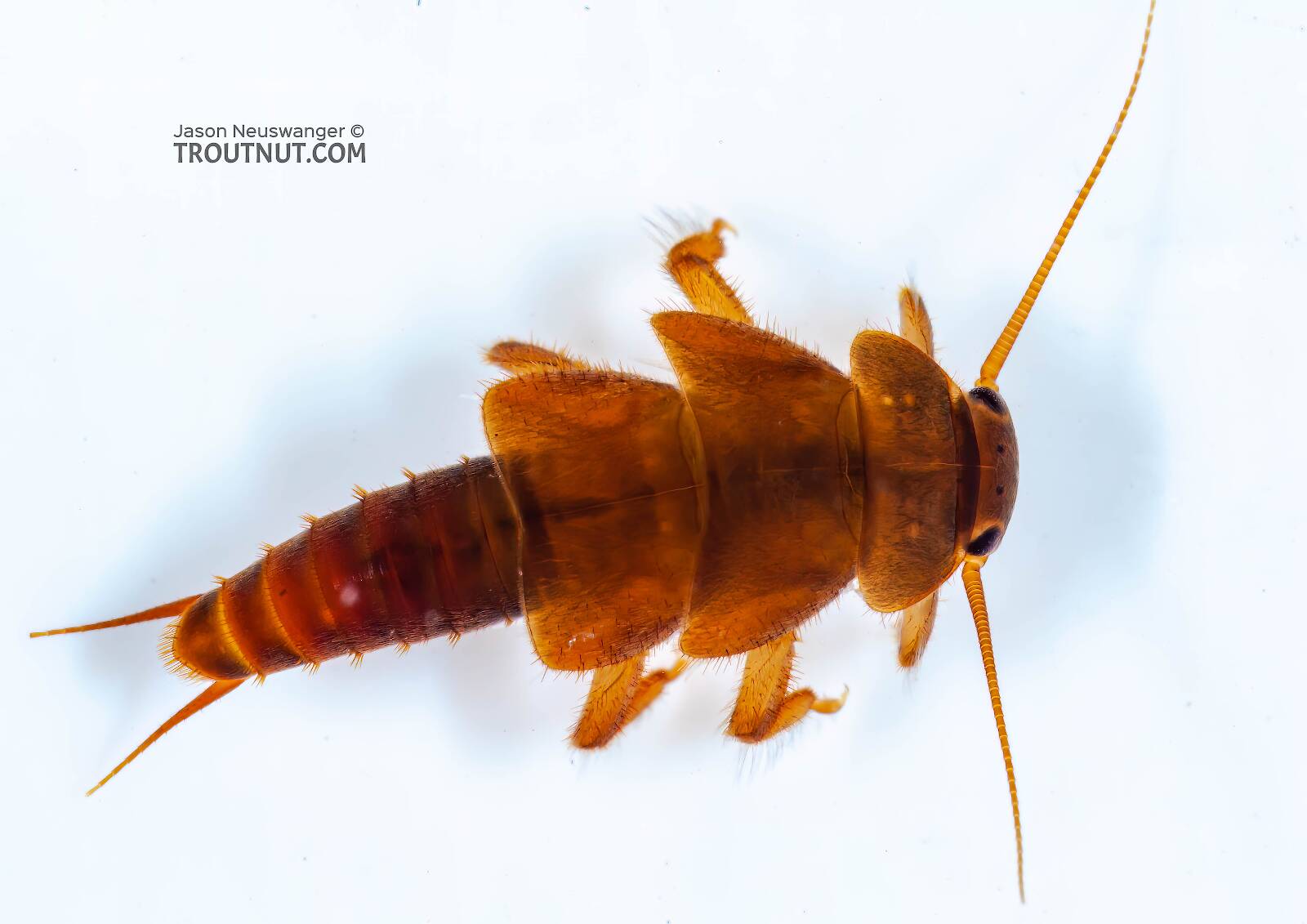 Troutnut's Best Pictures of Trout Streams Insects, Page 4