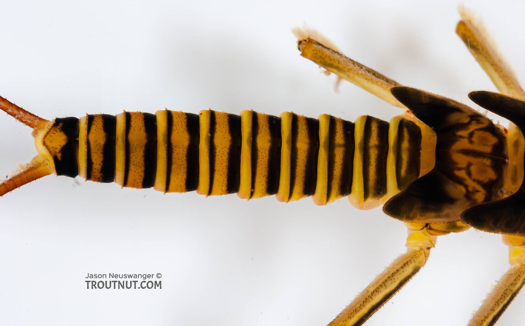Isogenoides hansoni (Appalachian Springfly) Stonefly Nymph Pictures