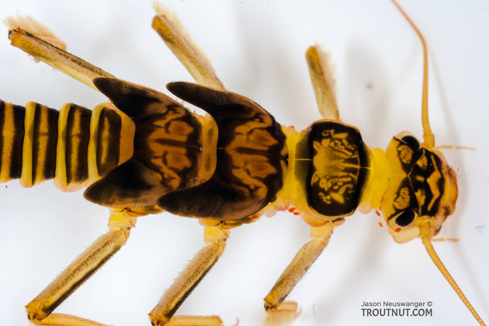 Isogenoides hansoni (Appalachian Springfly) Stonefly Nymph Pictures