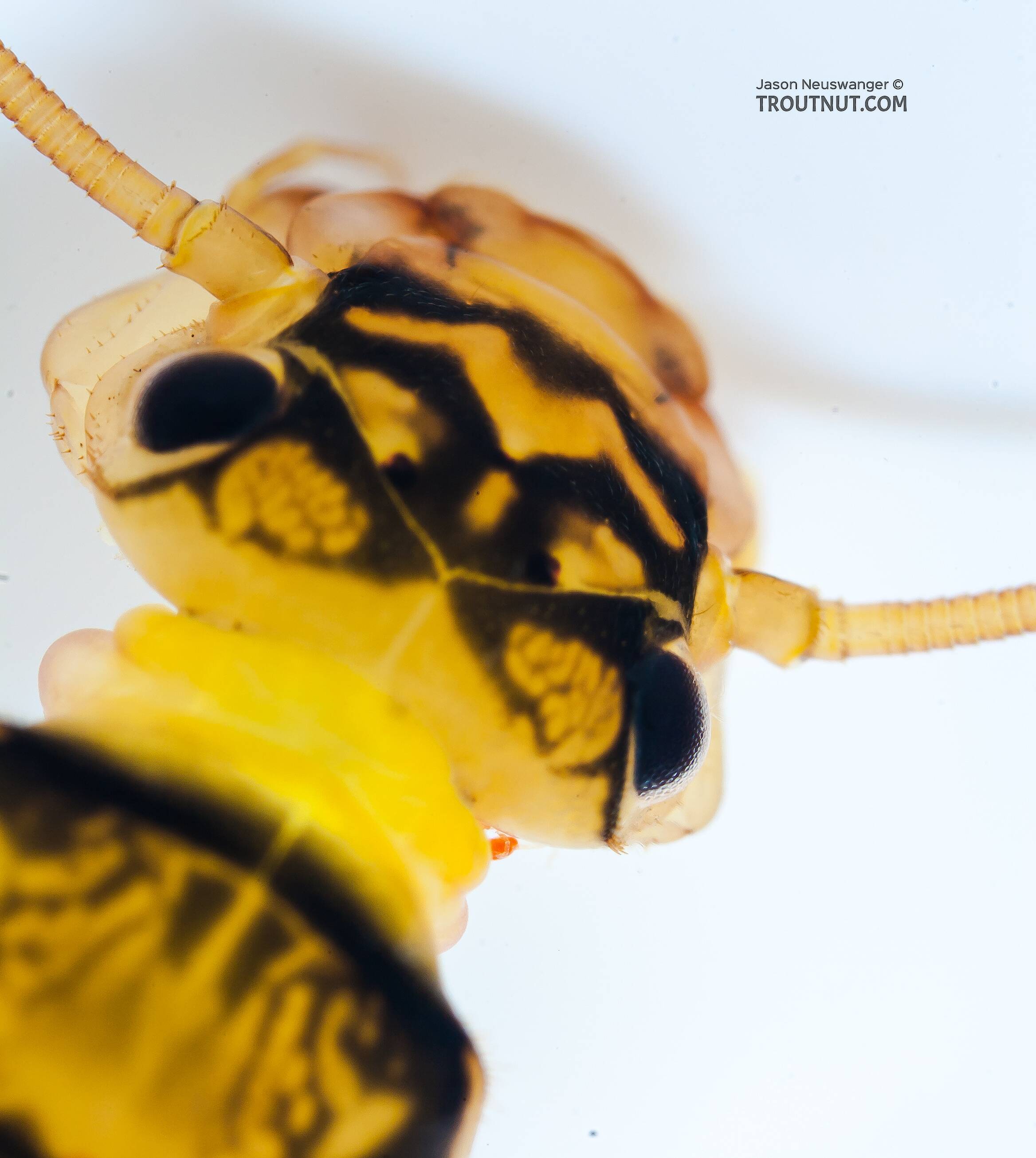 Isogenoides hansoni (Appalachian Springfly) Stonefly Nymph Pictures
