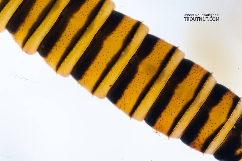 Isogenoides hansoni (Appalachian Springfly) Stonefly Nymph Pictures