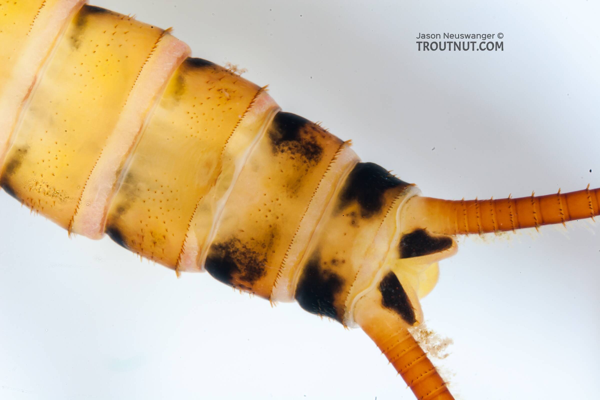 Isogenoides hansoni (Appalachian Springfly) Stonefly Nymph Pictures