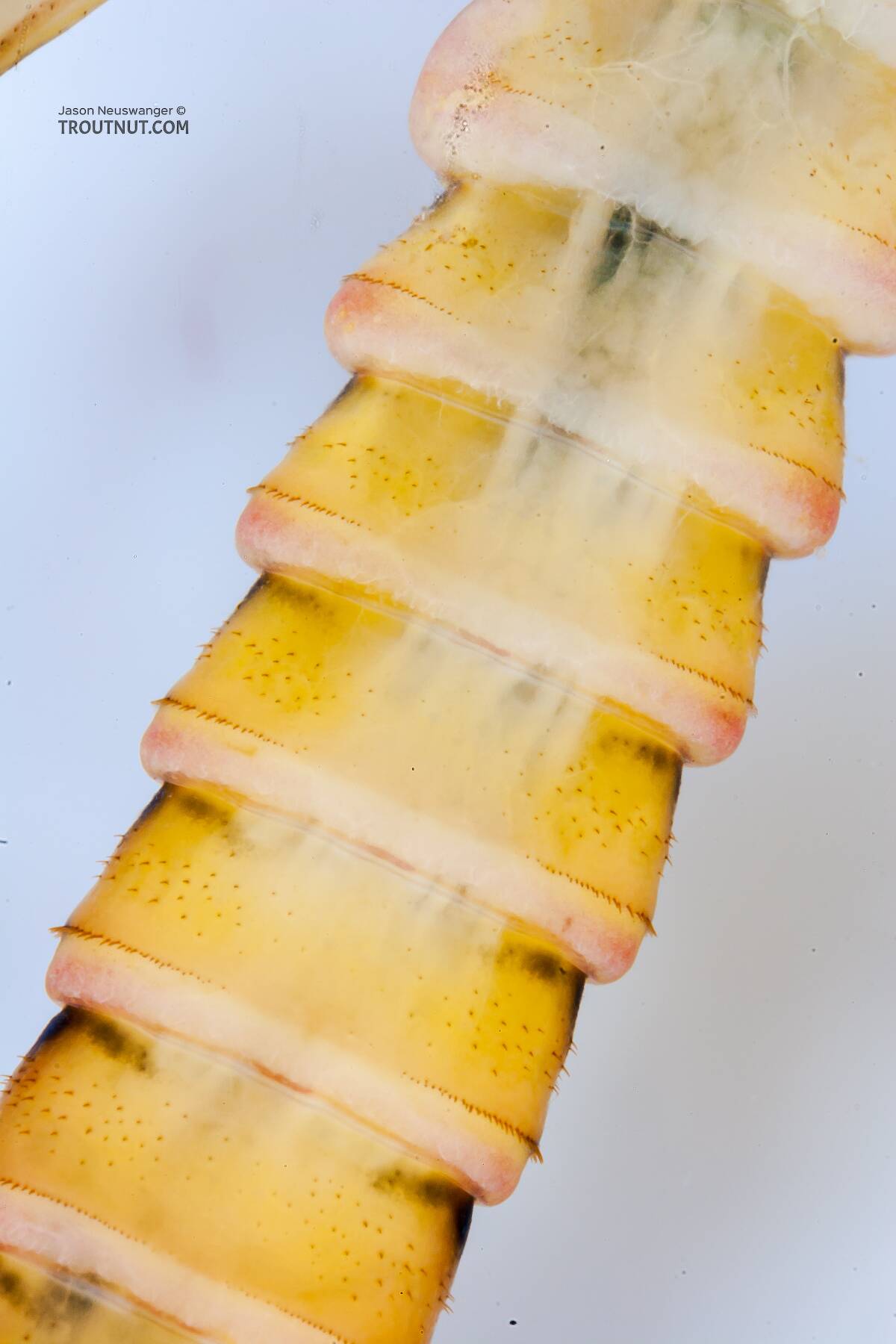 Isogenoides hansoni (Appalachian Springfly) Stonefly Nymph Pictures