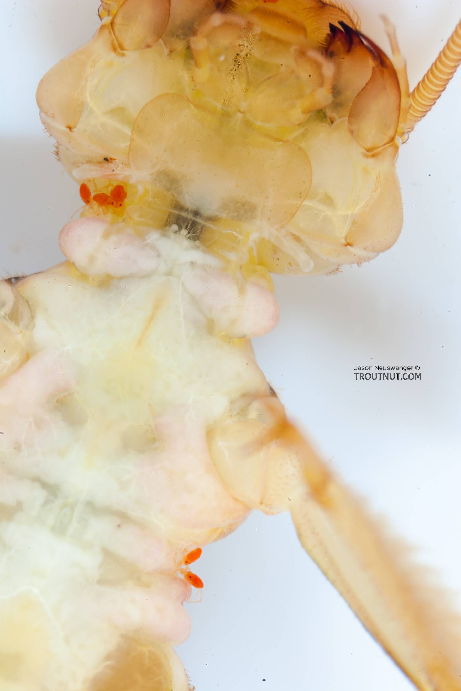 Isogenoides hansoni (Appalachian Springfly) Stonefly Nymph Pictures