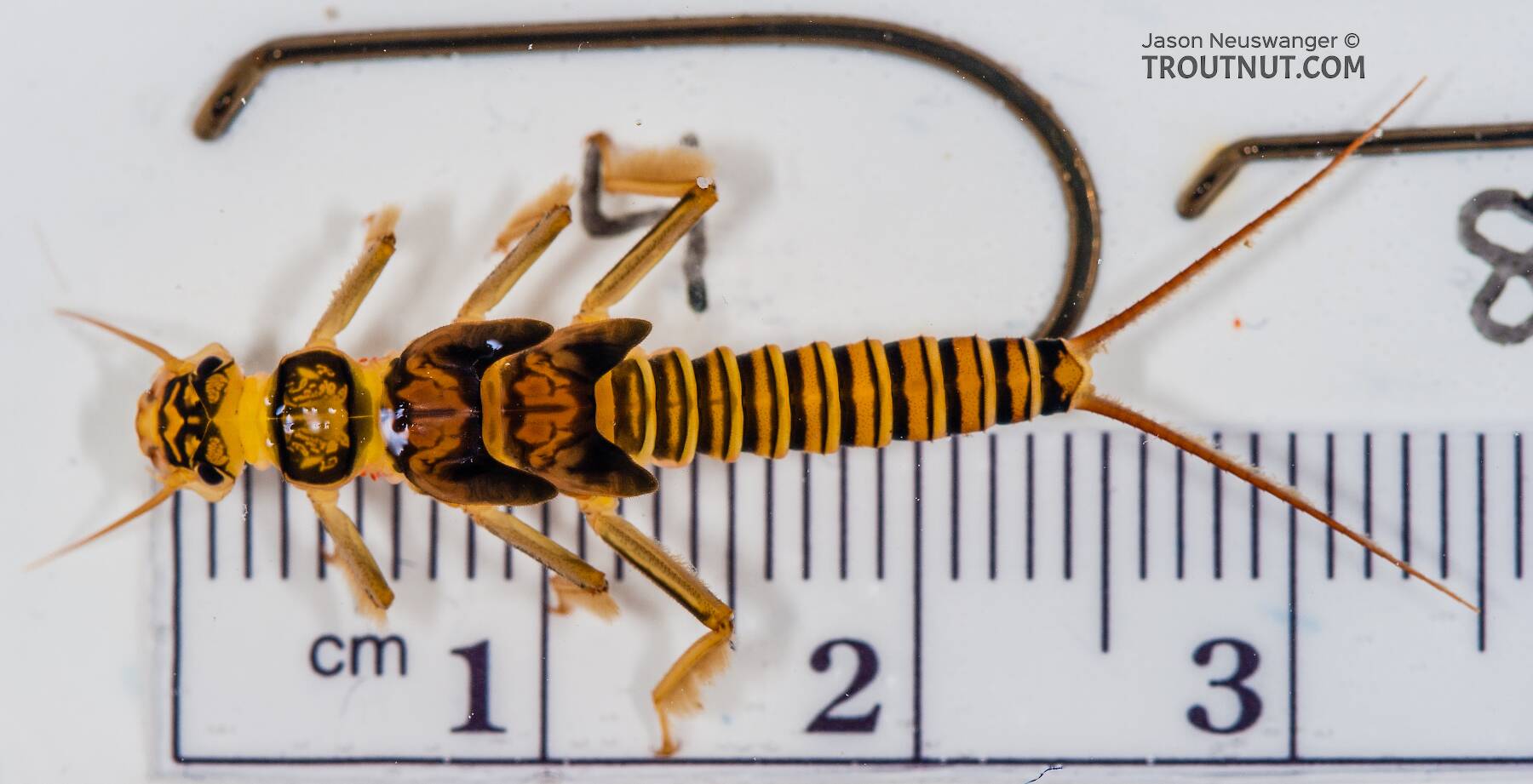 Isogenoides hansoni (Appalachian Springfly) Stonefly Nymph Pictures