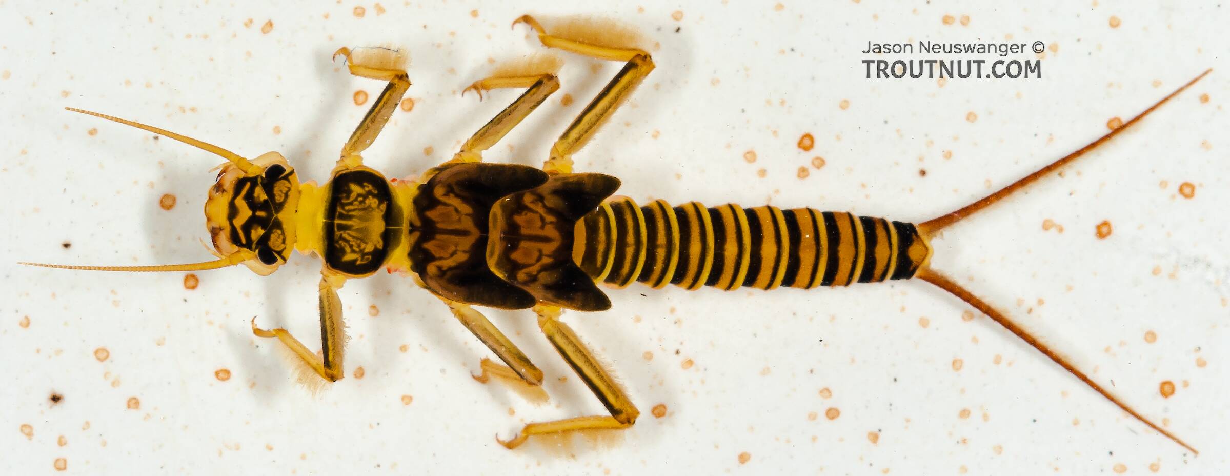 Isogenoides hansoni (Appalachian Springfly) Stonefly Nymph Pictures